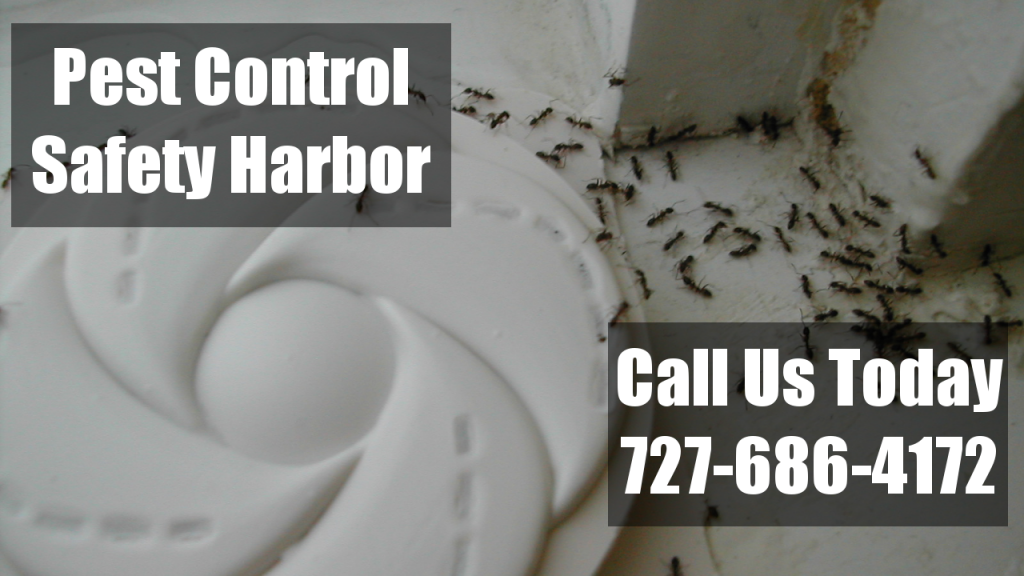 Pest Control – Local Pest Control Services Safety Harbor